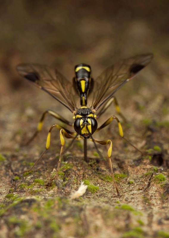 female Ichneumon wasp laying egg ... - a photo on Flickriver