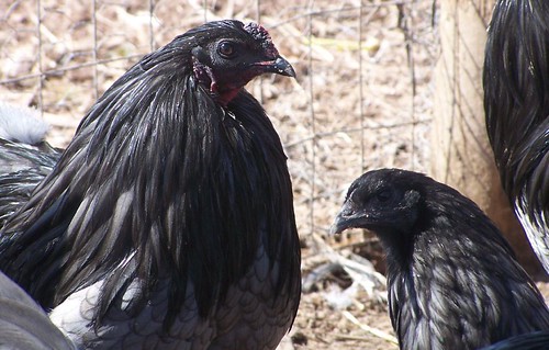 12 Lf Blue Sumatra Eggs | BackYard Chickens - Learn How to Raise Chickens