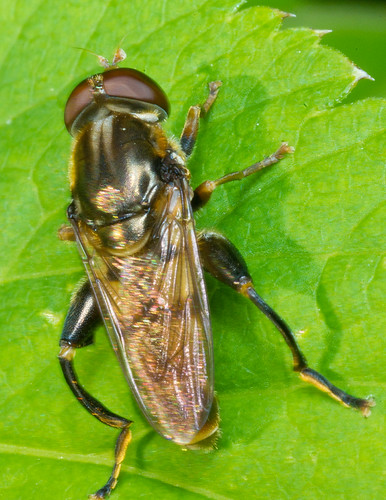 New insects - PentaxForums.com