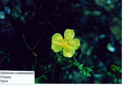 Halimium - JungleKey.fr Image #50