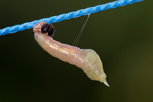 Nature Magnified: From Caterpillar to Pupa: An amazing nature sequence ...
