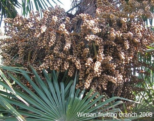 Winsan, a possible undescribed new Trachycarpus variety - DISCUSSING ...