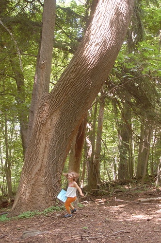 Tree House Camp
