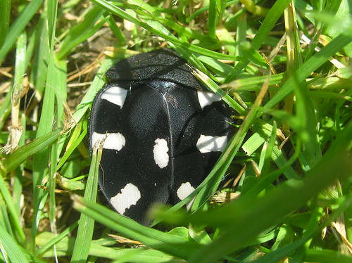 Therea petiveriana | Reptile Forums